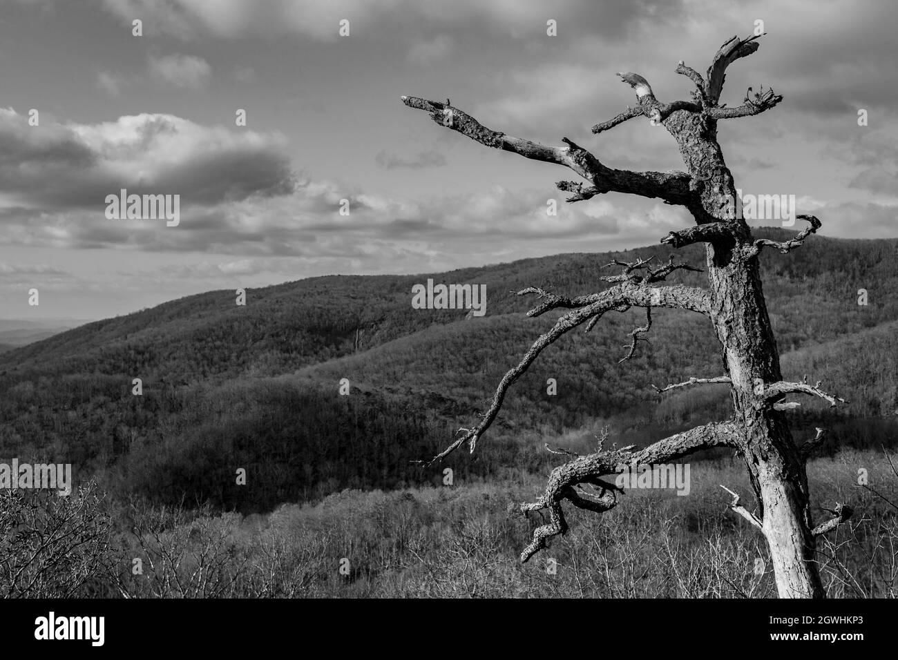 Dead tree blue ridge parkway hi-res stock photography and images - Alamy