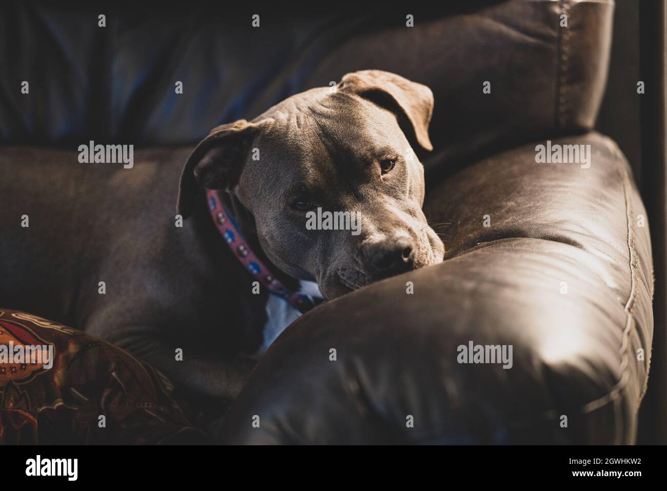 Pitbull Puppy Is Sleepy And Relaxing On Your Couch Stock Photo - Alamy