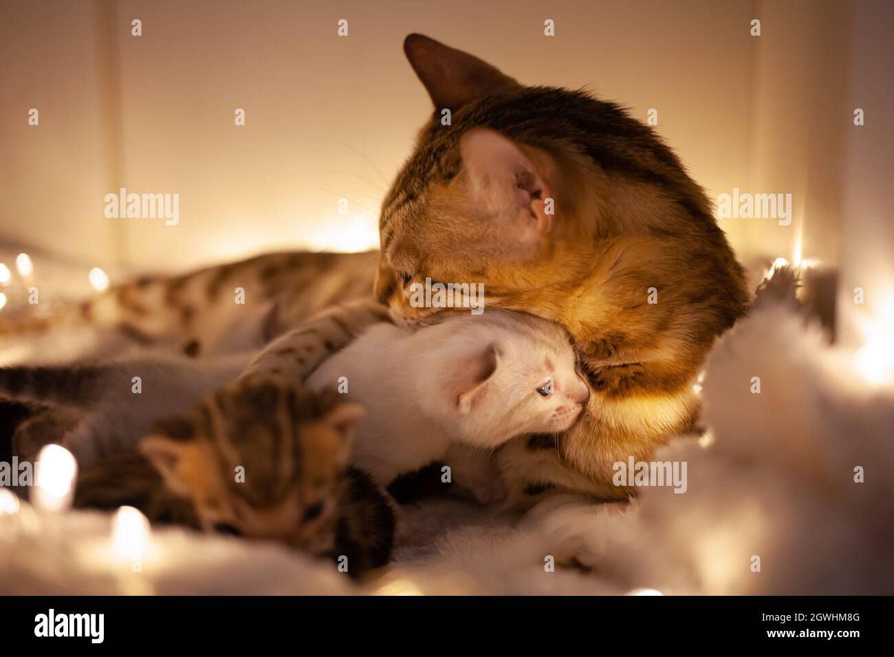 Bengal cat hugs hi-res stock photography and images - Alamy