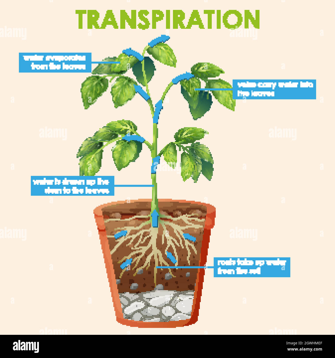 Transpiration diagram hi-res stock photography and images - Alamy