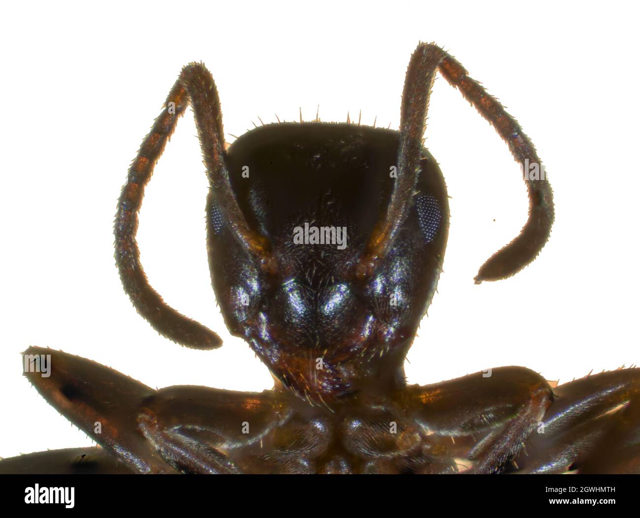 Micro insects hi-res stock photography and images - Alamy