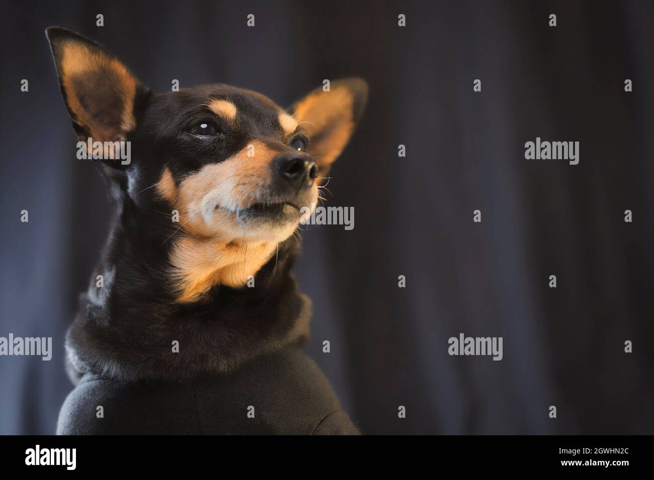 Miniature fox terrier hi-res stock photography and images - Alamy