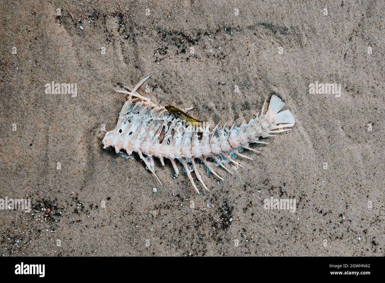Sea centipede hi-res stock photography and images - Alamy