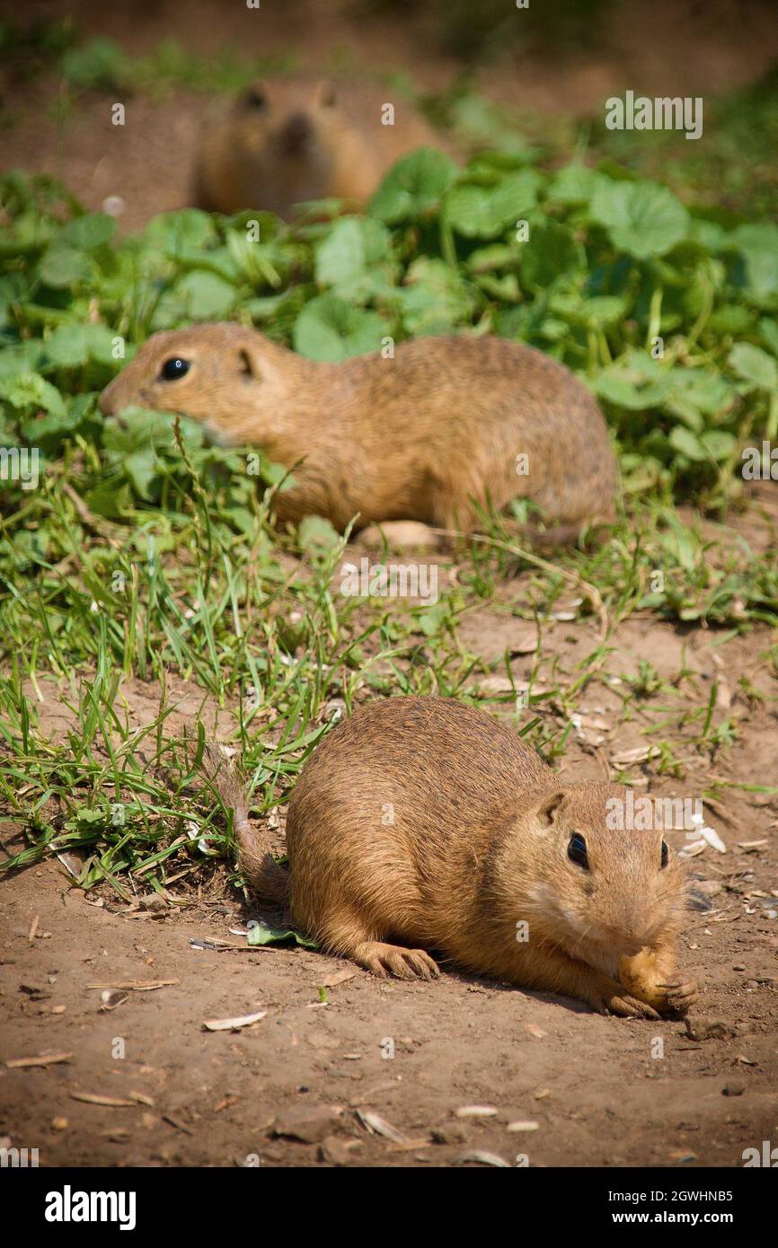 three ground dogs eating Stock Photo - Alamy