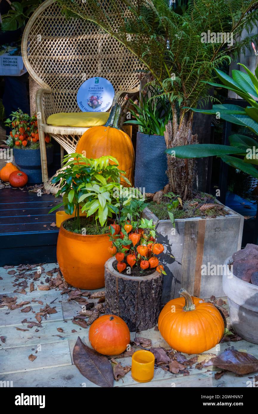 'Celebrate autumn' Best Houseplant Studio at RHS Chelsea Flower Show ...
