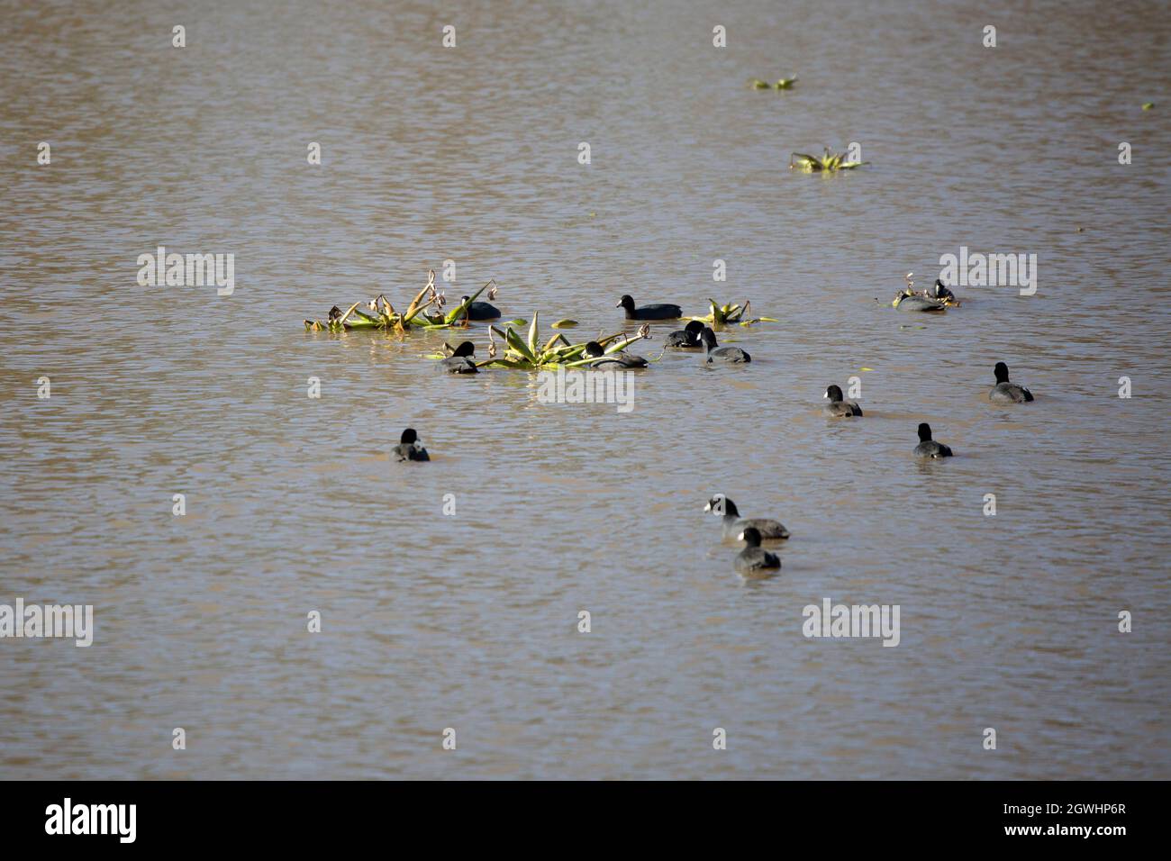Flock american coots species hi-res stock photography and images - Alamy