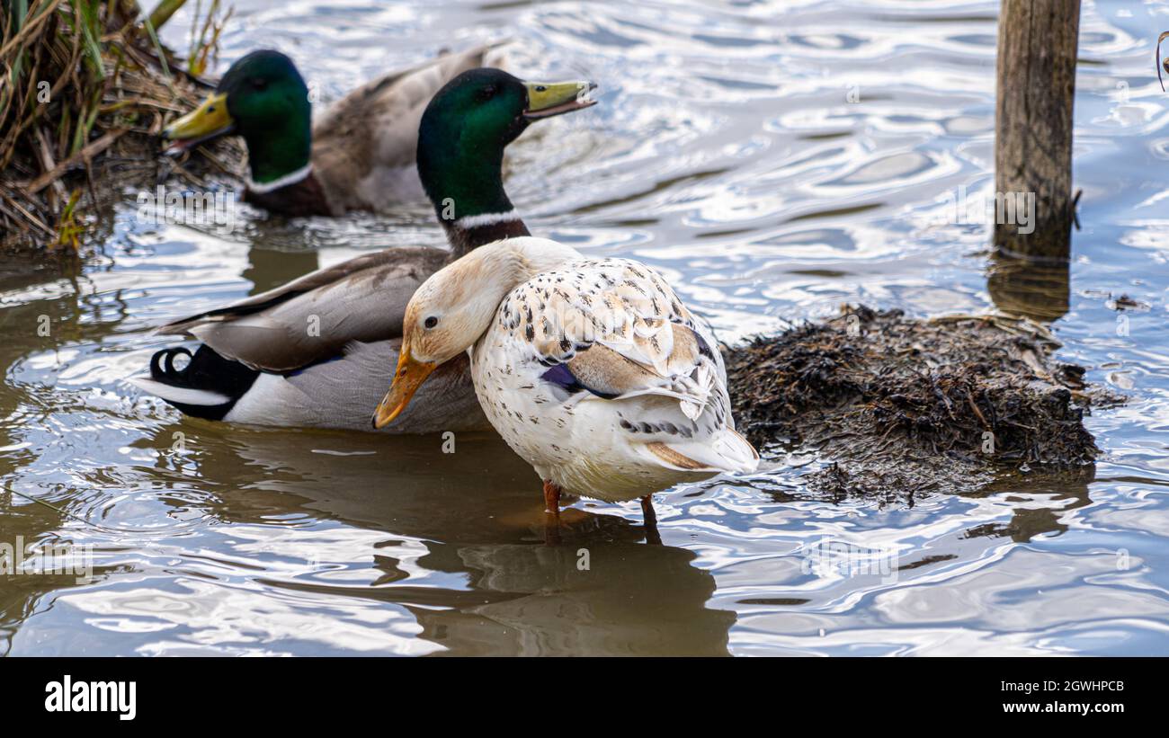 Leucistic ducks hi-res stock photography and images - Alamy