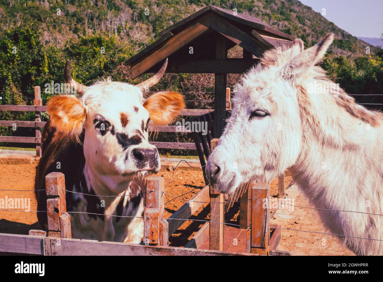 Livestock building brazil hi-res stock photography and images - Alamy