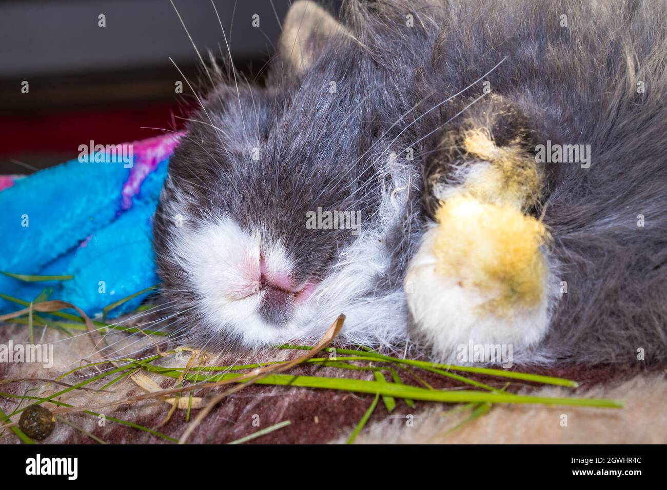 Domestic grey baby Jersey Wooly rabbit eating and sleeping, Cape Town ...