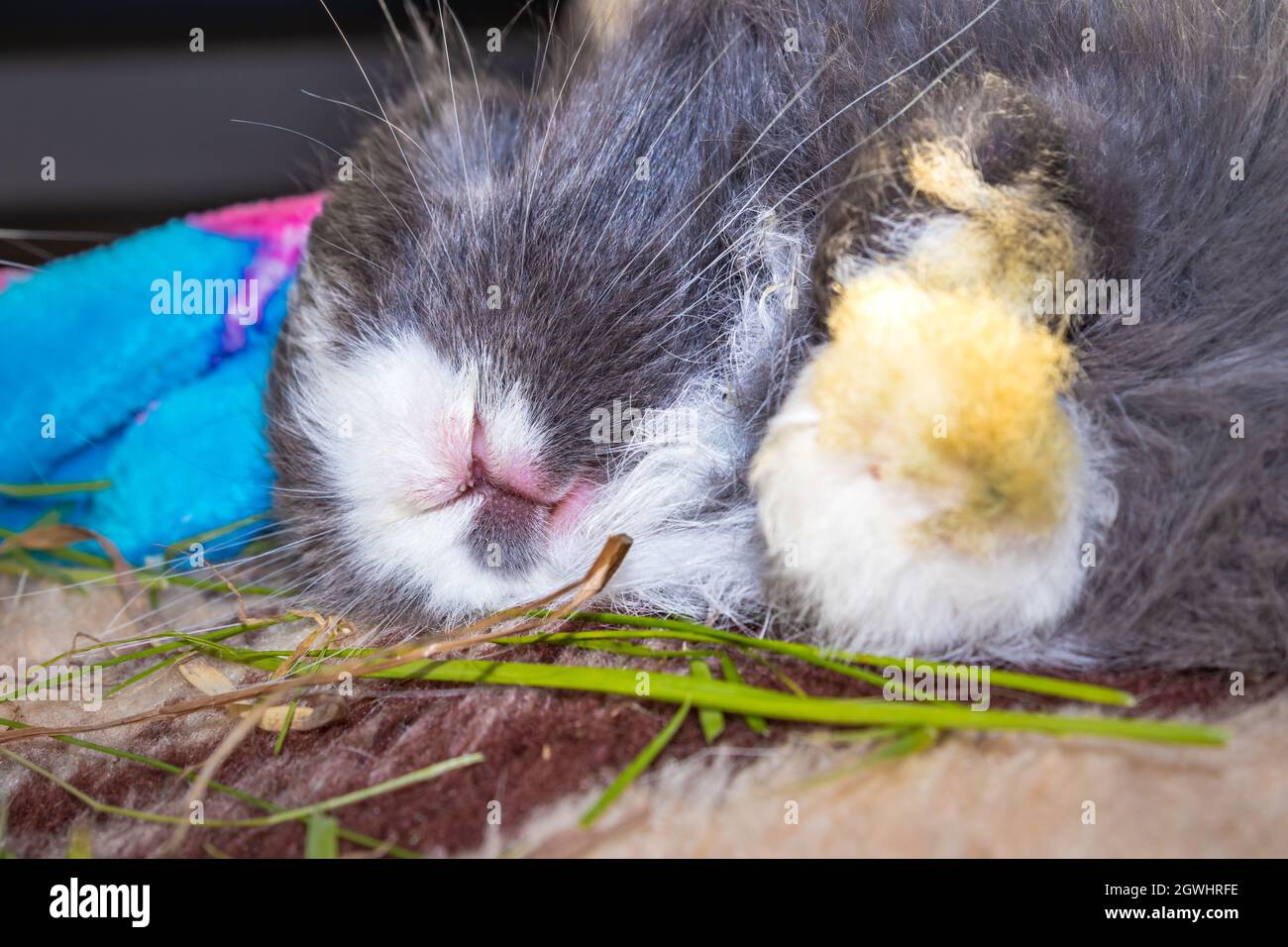 Domestic grey baby Jersey Wooly rabbit eating and sleeping, Cape Town ...