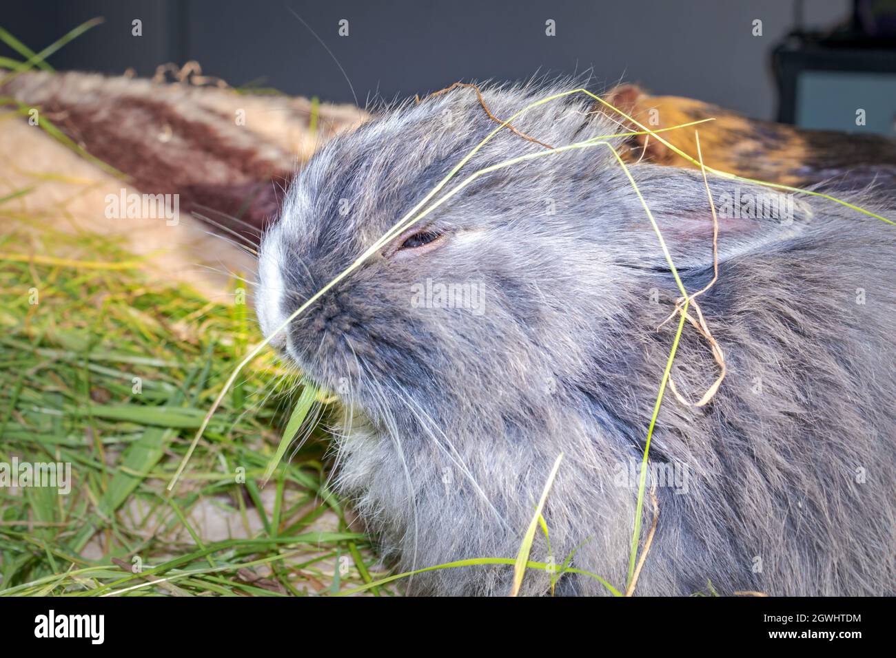 Domestic grey baby Jersey Wooly rabbit eating and sleeping, Cape Town ...
