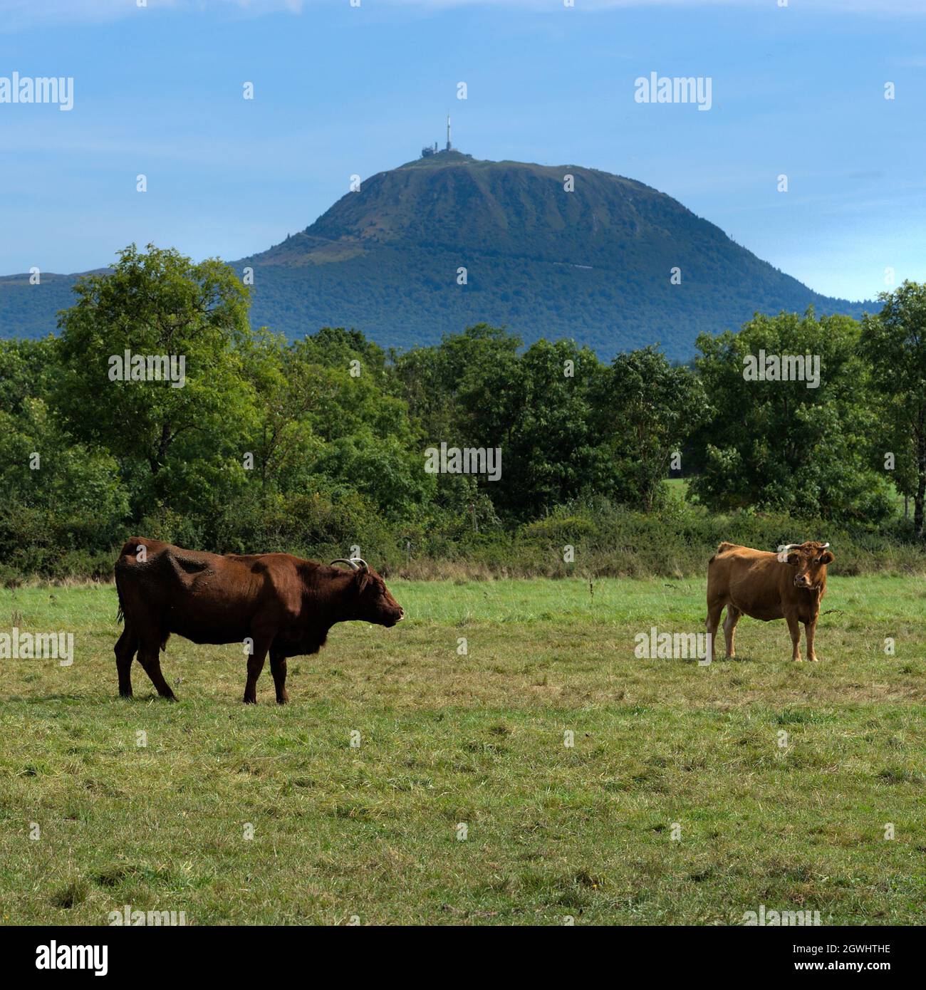 Salers cows in their meadow in front of the Puy-de-Dôme volcano Stock ...