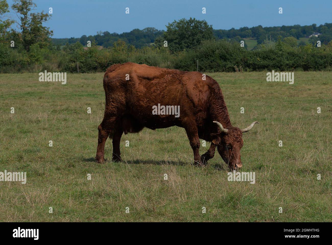 Salers cow in its meadow Stock Photo - Alamy