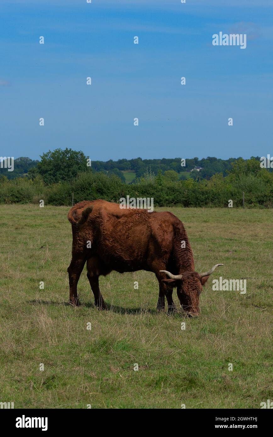 Salers beef cattle hi-res stock photography and images - Alamy