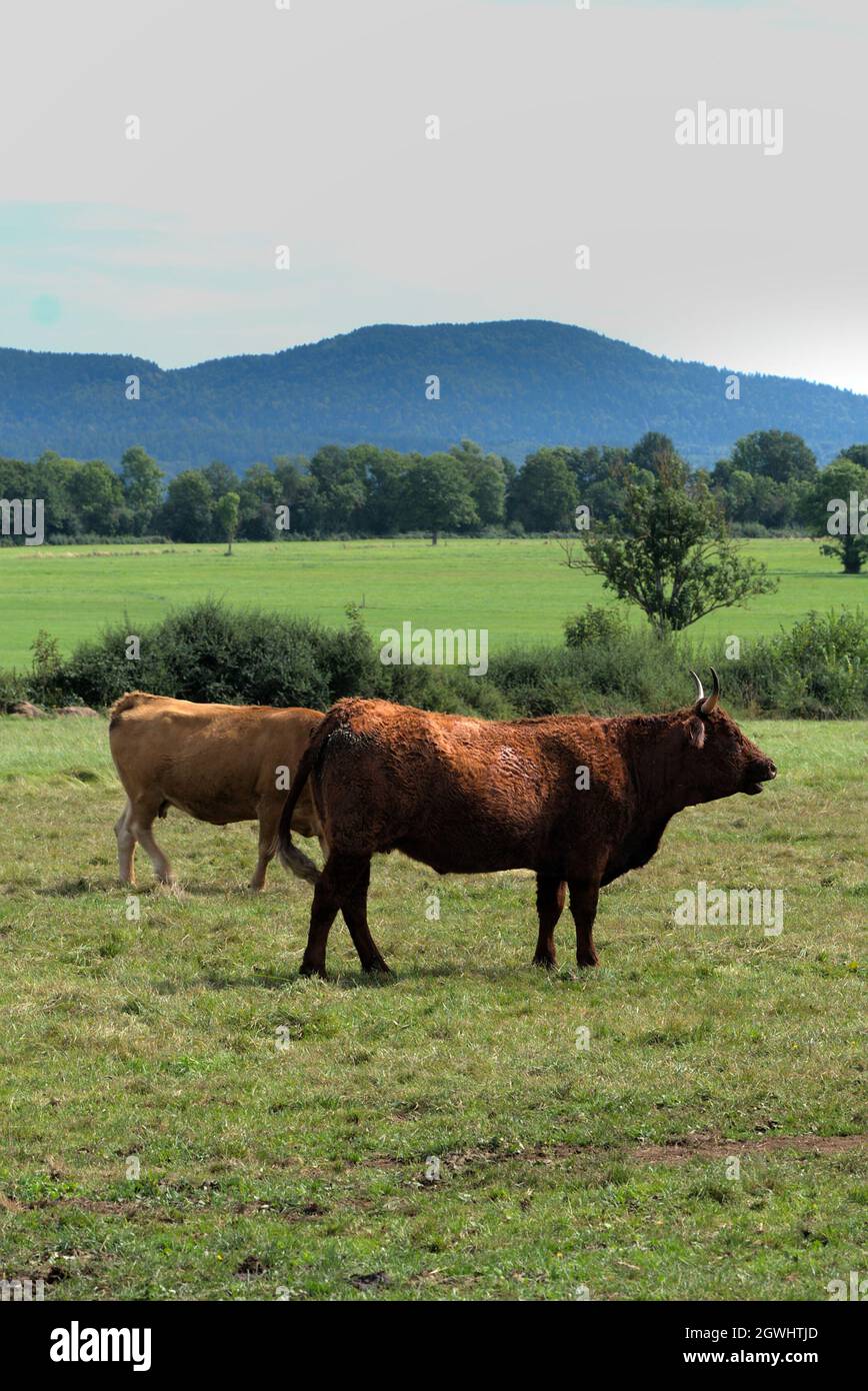 Meado hi-res stock photography and images - Alamy