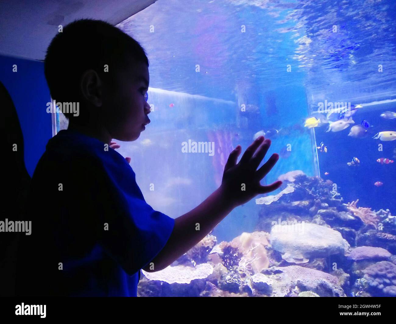 School parrot fish hi-res stock photography and images - Alamy