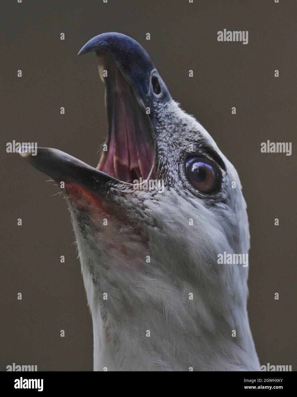 Screaming fish hi-res stock photography and images - Alamy