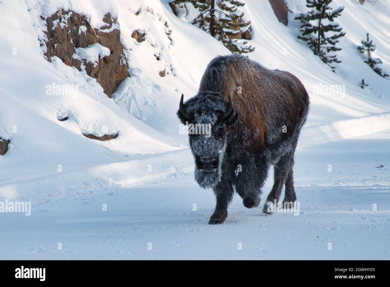 Stampede Bison High Resolution Stock Photography and Images - Alamy