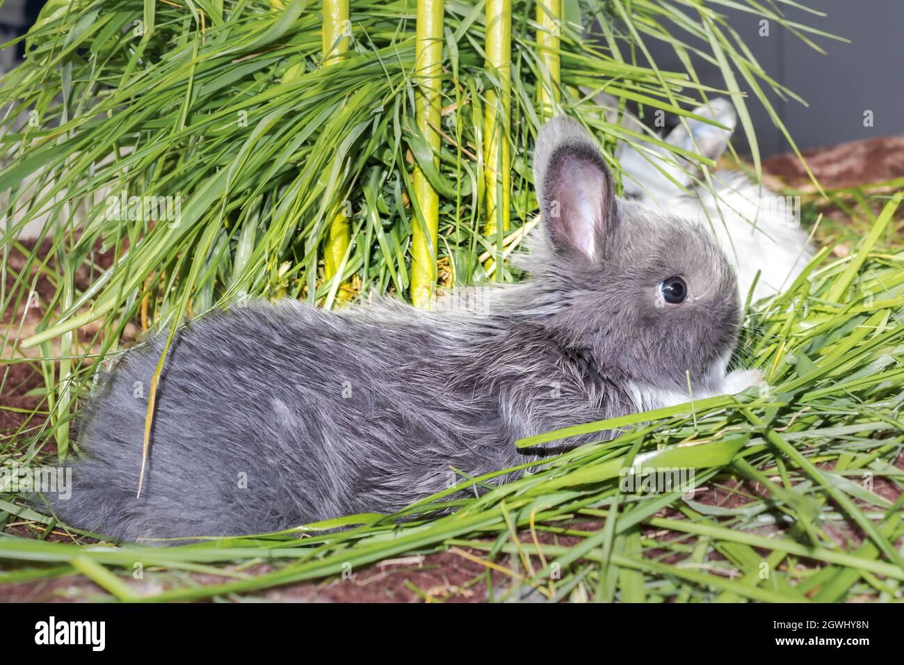 Domestic grey baby Jersey Wooly rabbit eating and sleeping, Cape Town ...