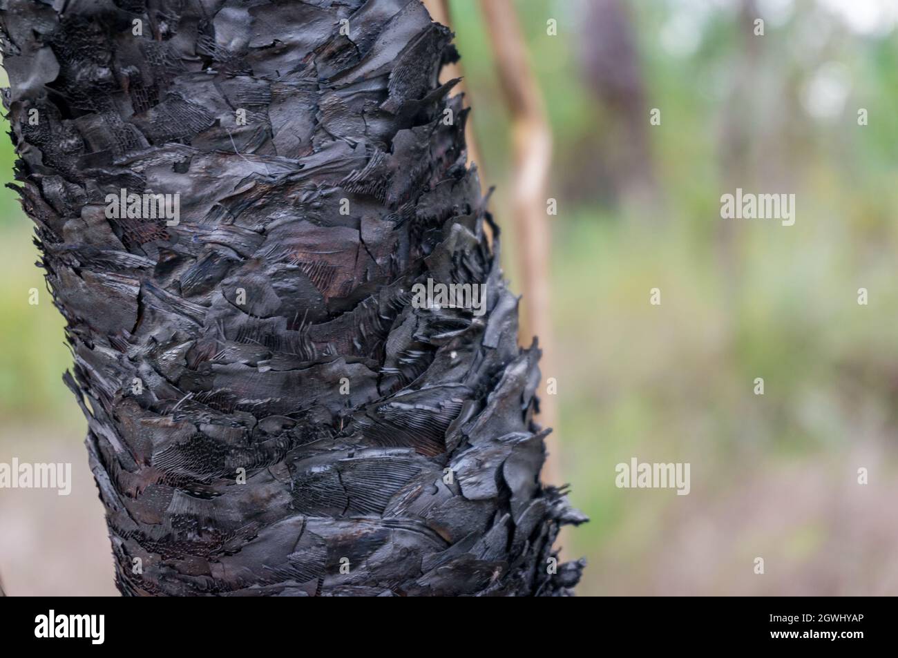 Australia bush fire climate change hi-res stock photography and images ...