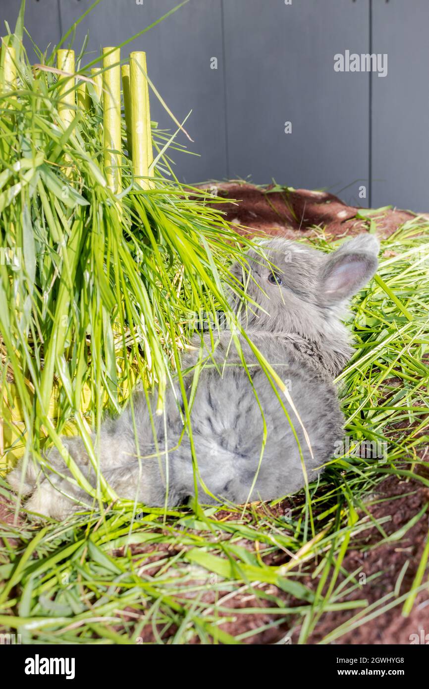 Domestic grey baby Jersey Wooly rabbit eating and sleeping, Cape Town ...