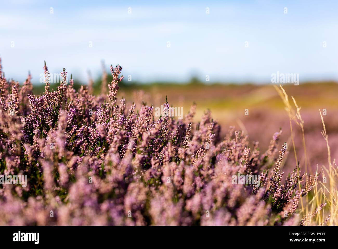 Close up of vibrant purple heather in full bloom on Suffolk heathland ...
