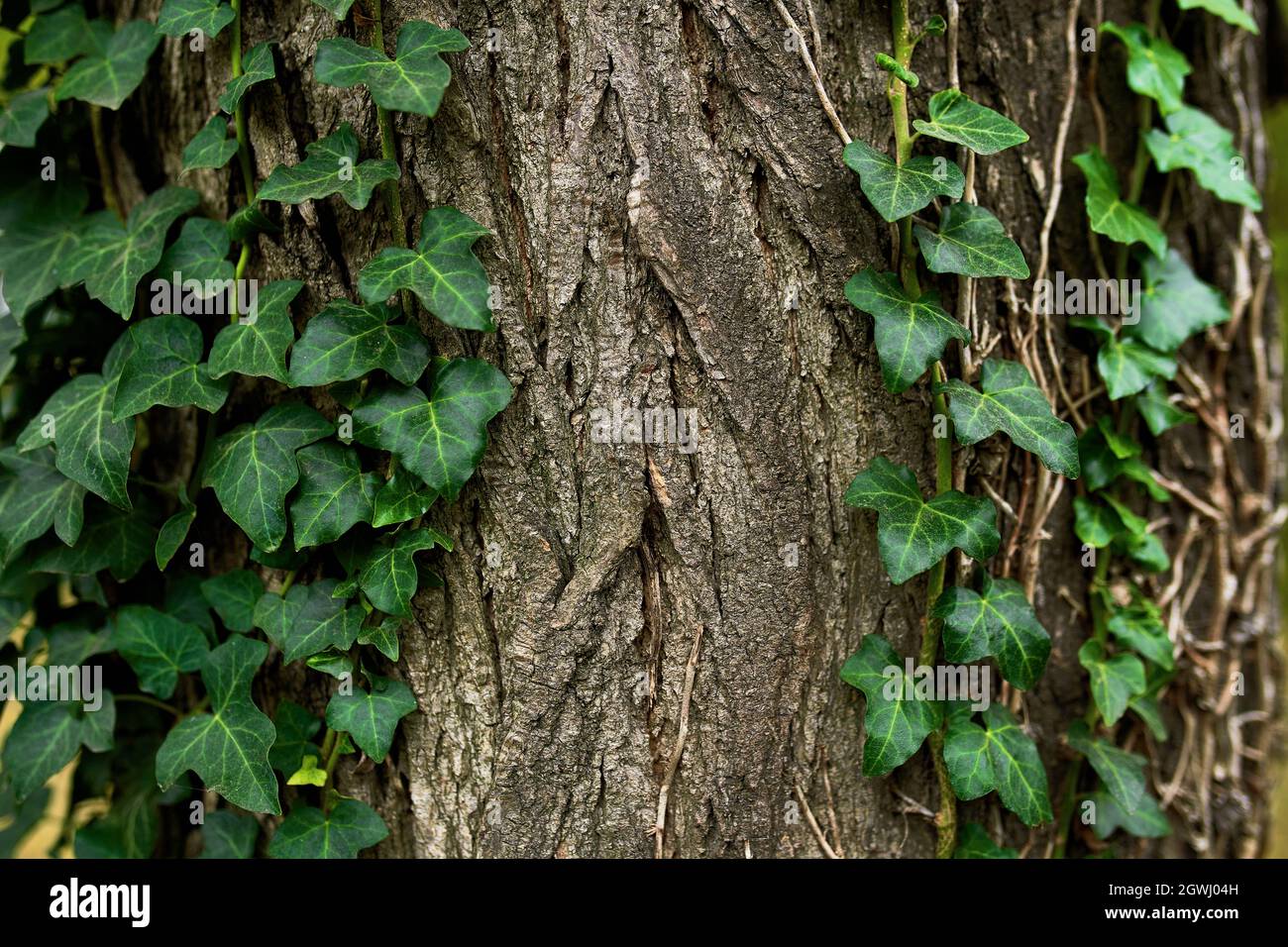 Ivy plant crawling plant hi-res stock photography and images - Alamy