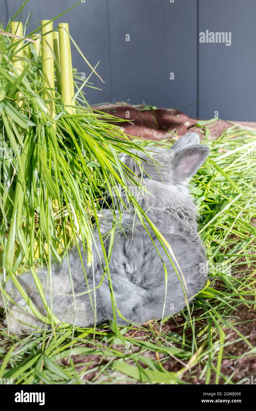 Domestic grey baby Jersey Wooly rabbit eating and sleeping, Cape Town ...