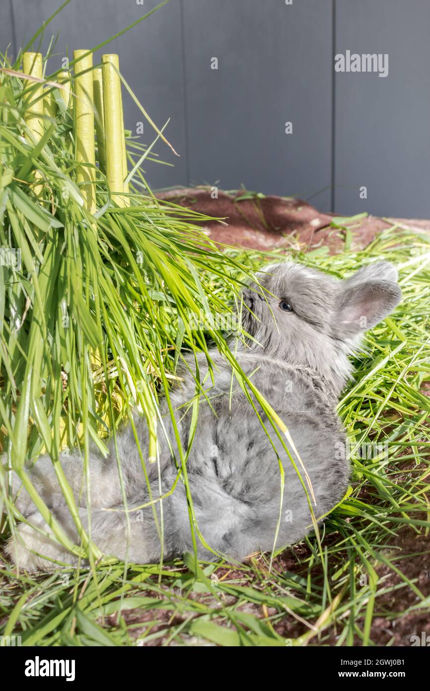 Domestic grey baby Jersey Wooly rabbit eating and sleeping, Cape Town ...