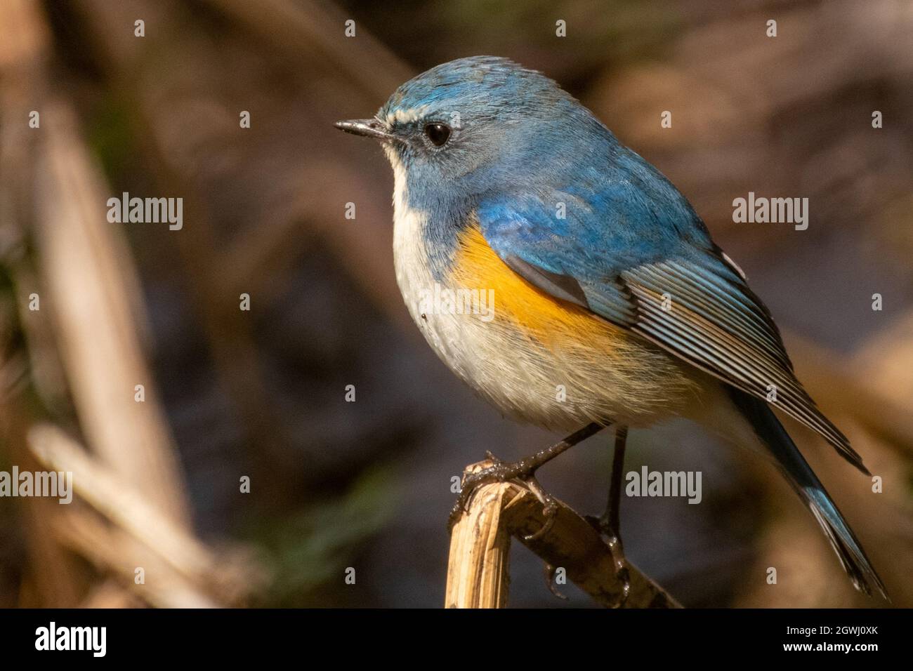 Bluebird happiness hi-res stock photography and images - Alamy