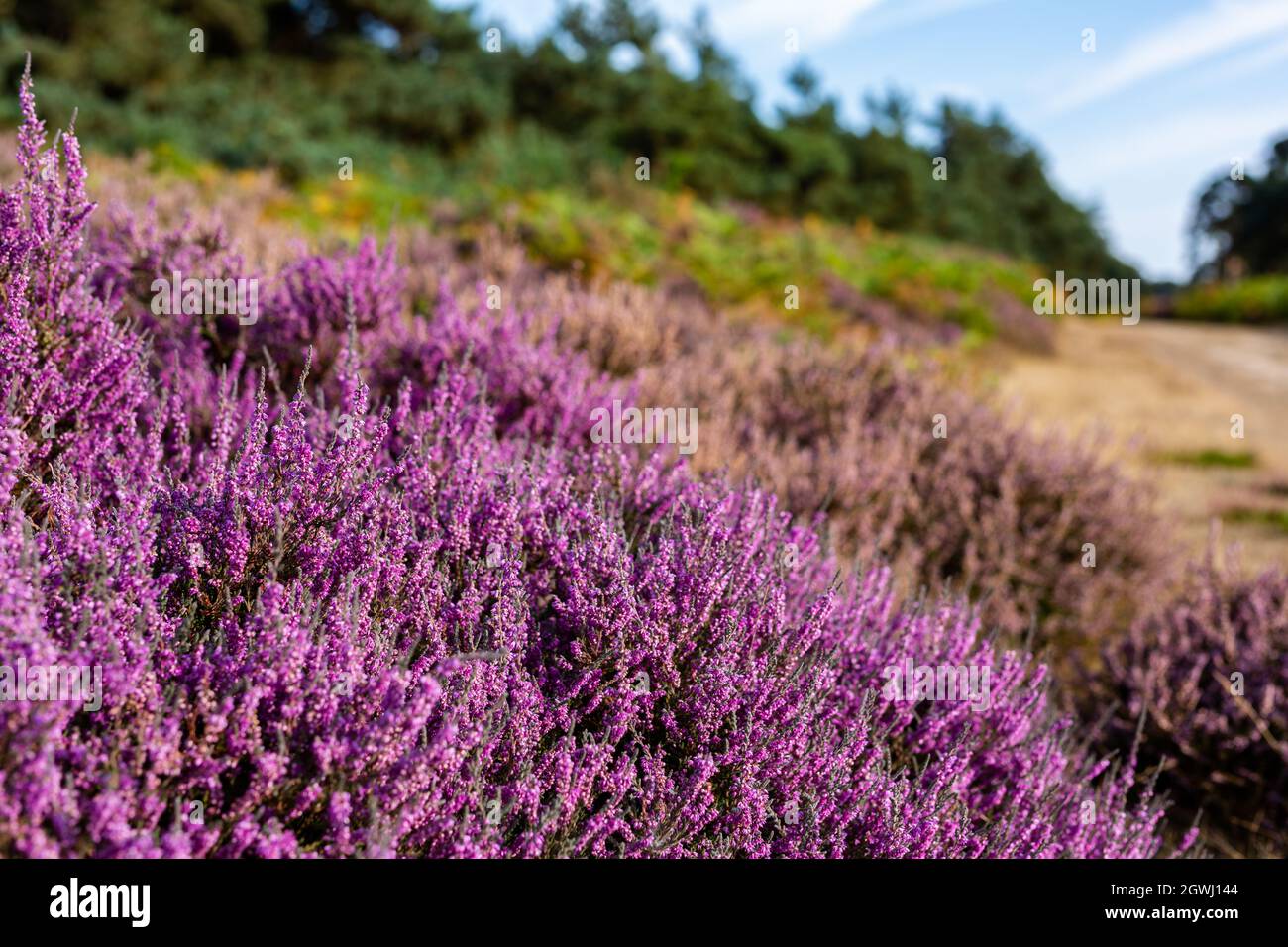Close up of vibrant purple heather in full bloom on Suffolk heathland ...