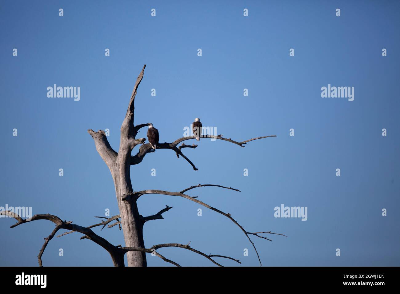 Pair of bald eagles (Haliaeetus leucocephalus), one looking backward ...
