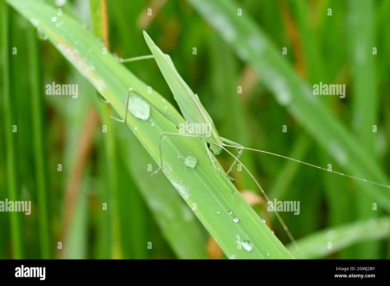 closeup the green bug insect grasshopper hold on paddy plant leaf in ...