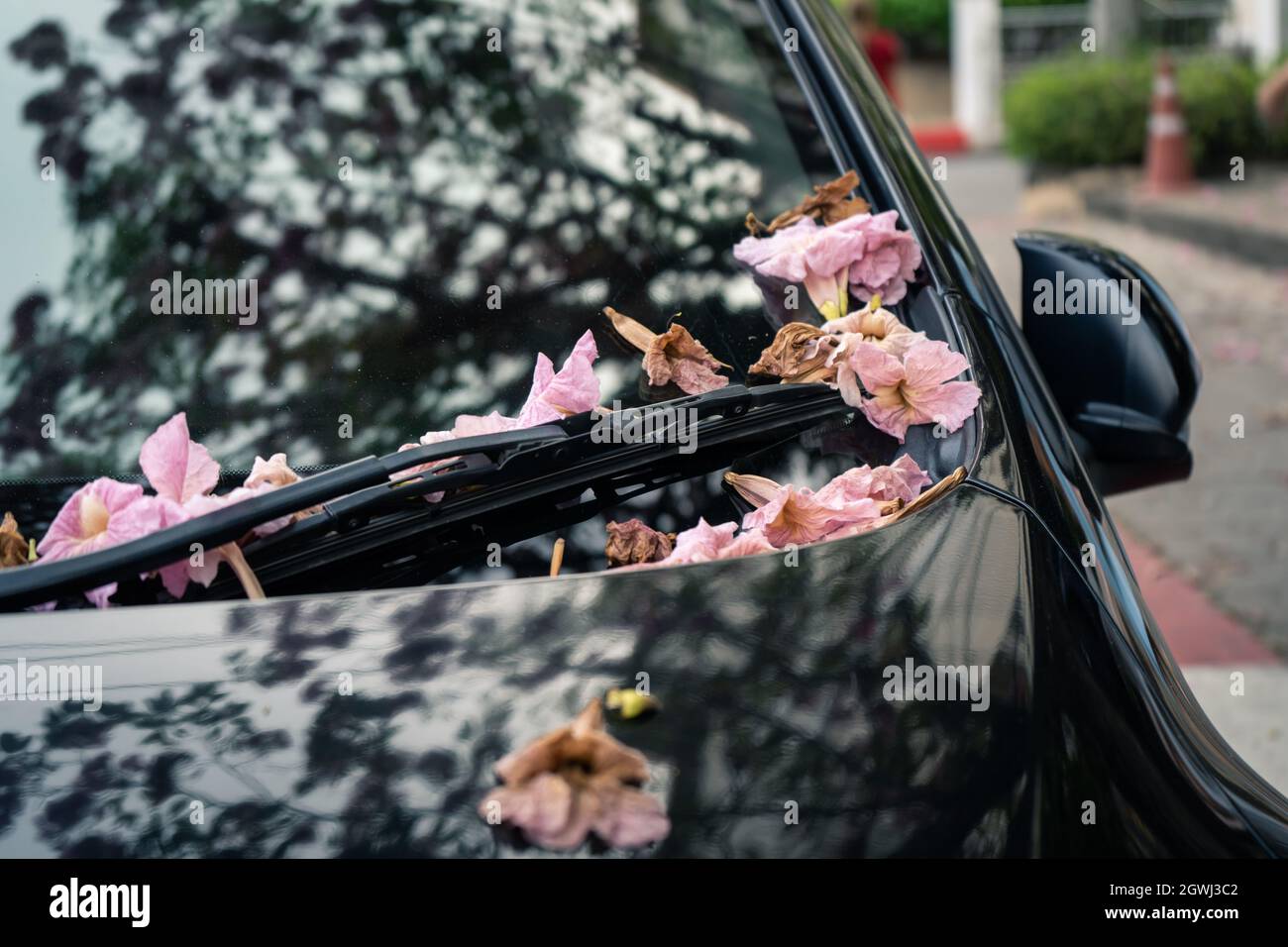 Windshield car flowers hi-res stock photography and images - Alamy