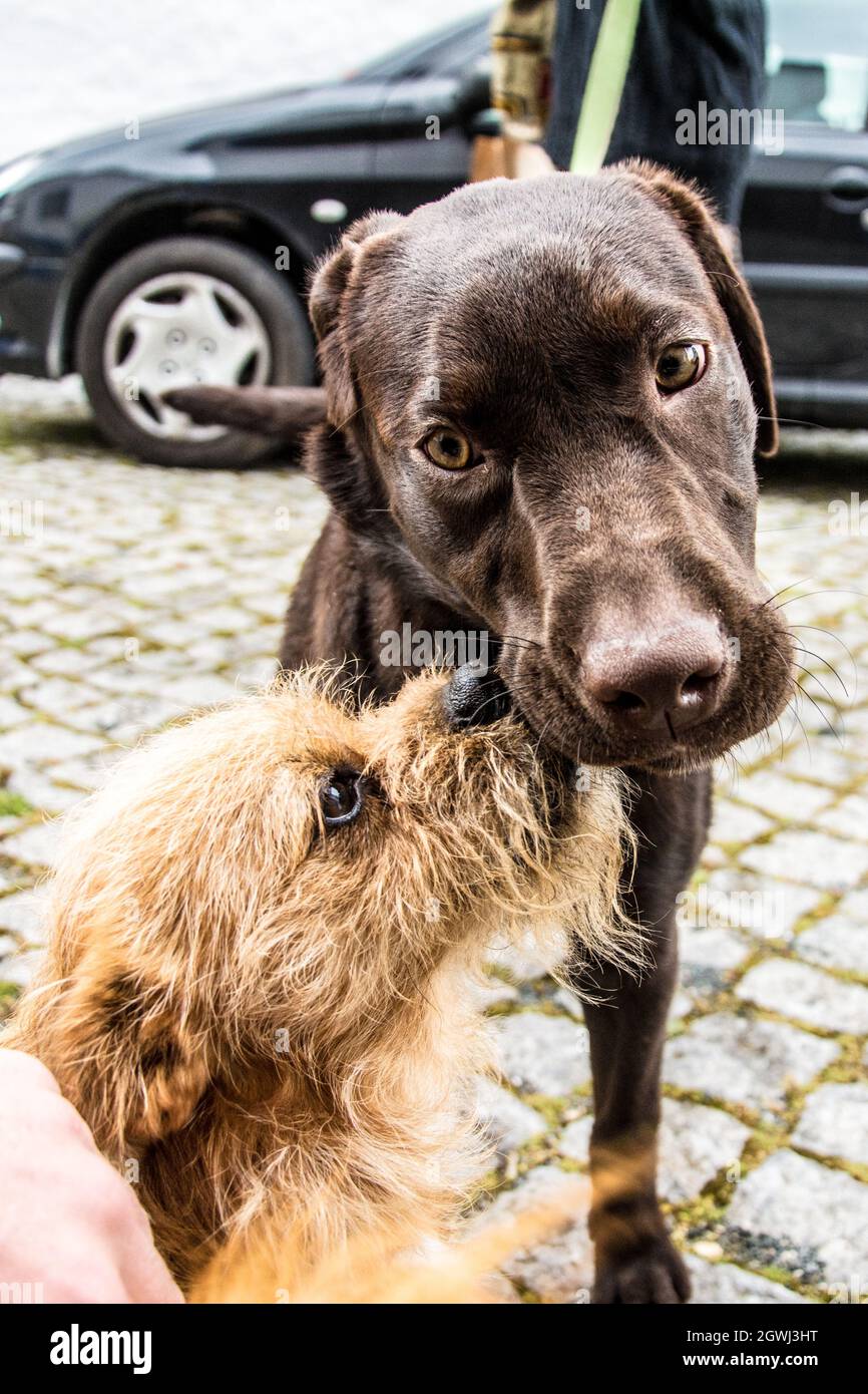 Dogs kissing hi-res stock photography and images - Alamy
