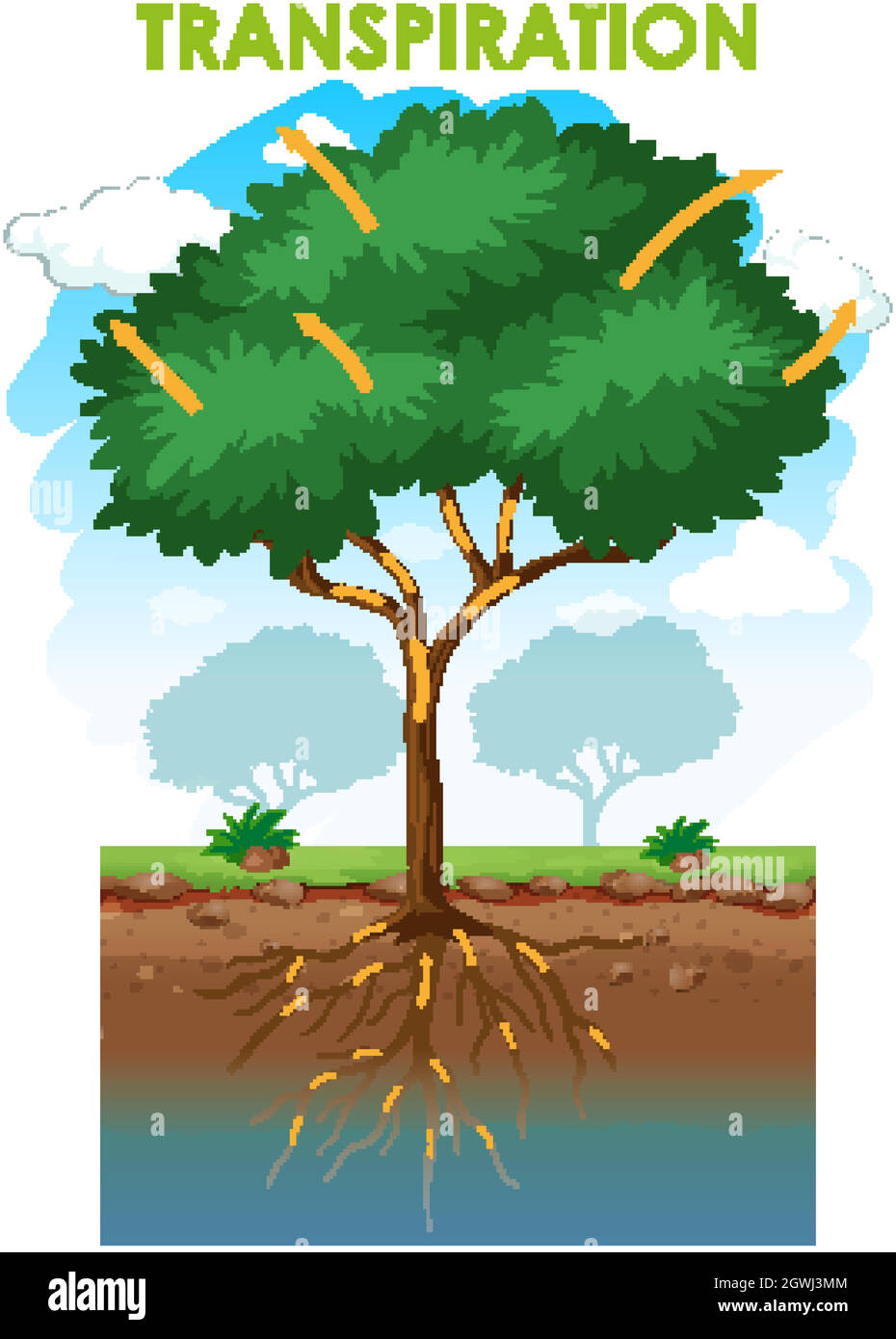 Diagram showing transpiration with plant Stock Vector Image & Art - Alamy