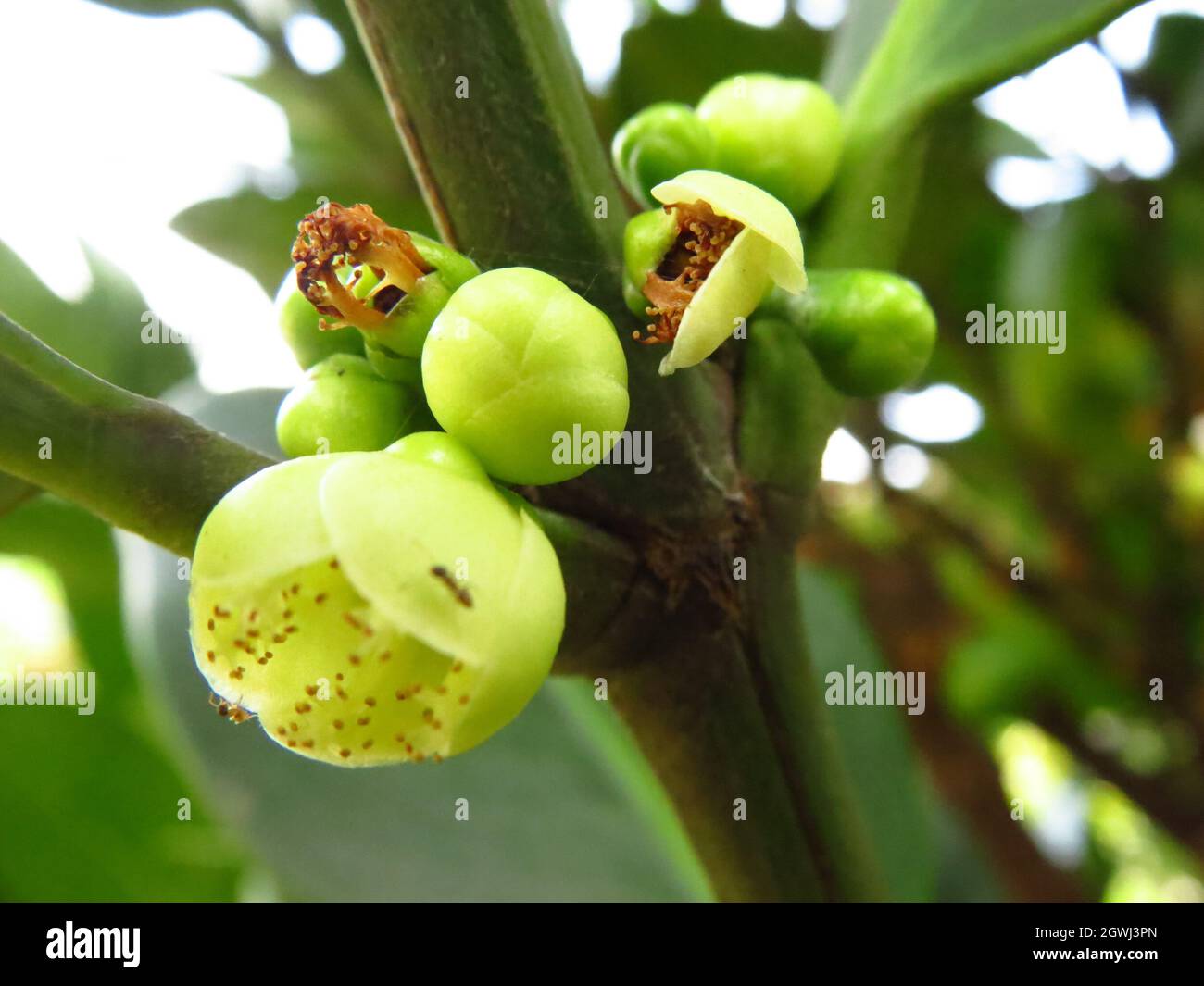 Fukugi tree hi-res stock photography and images - Alamy
