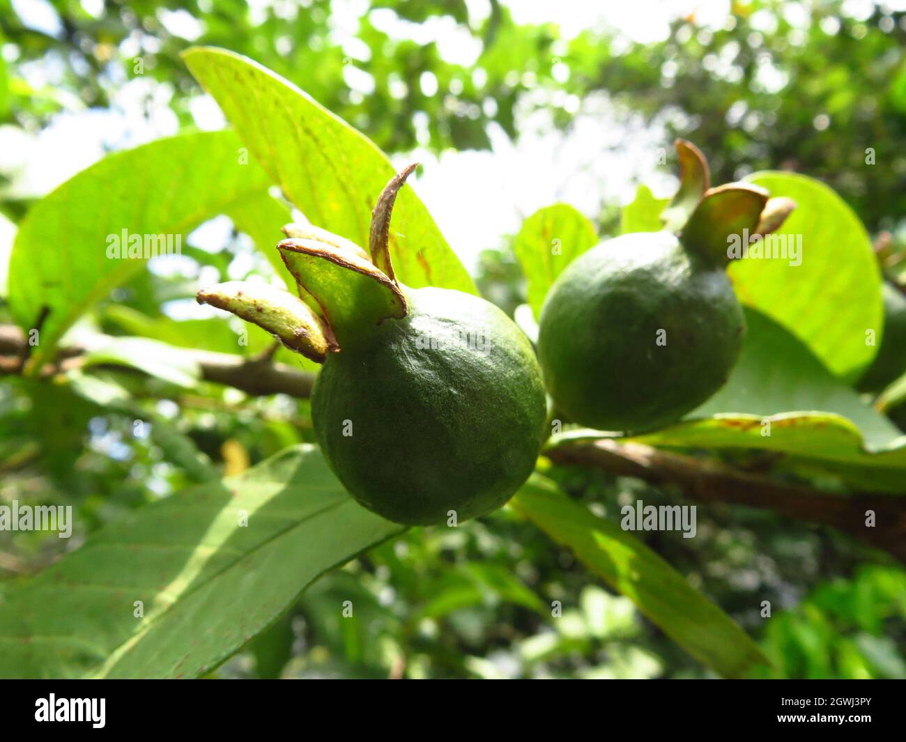 A closeup shot of Common guava ripening on a tree Stock Photo - Alamy