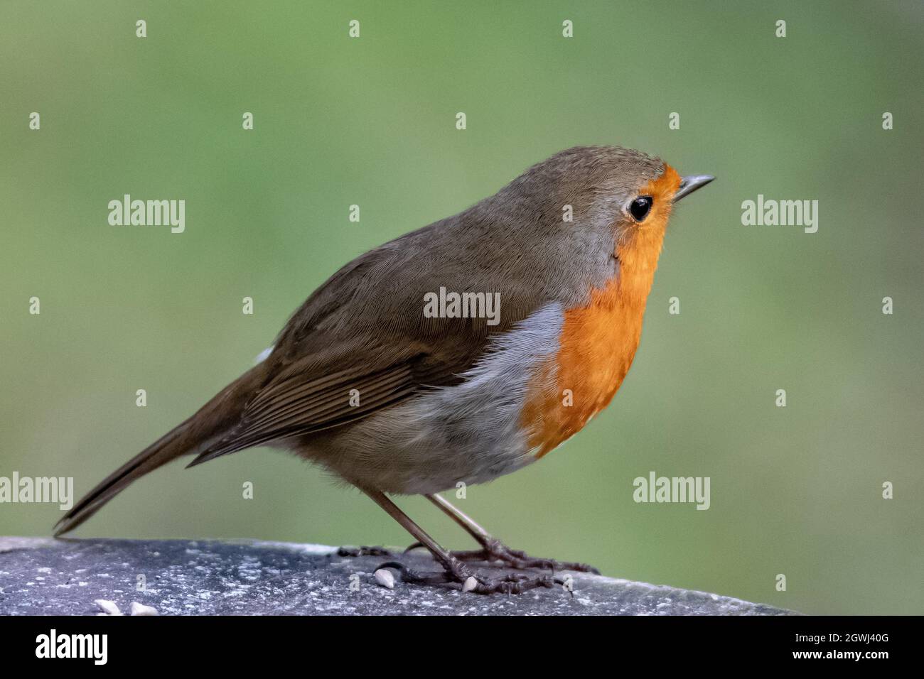 Robin at rest hi-res stock photography and images - Alamy