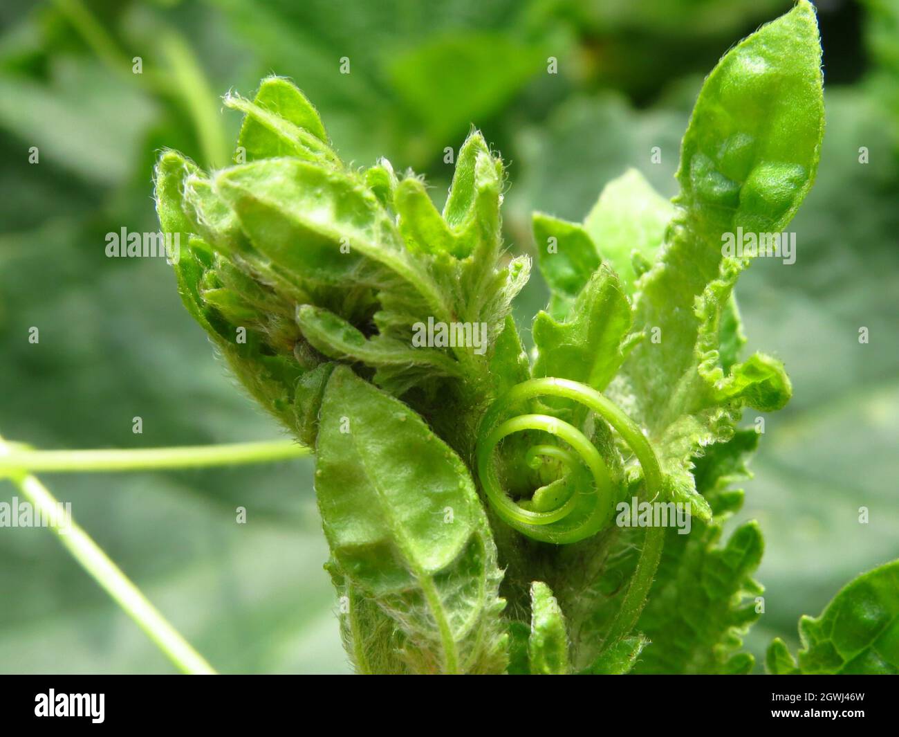 A closeup shot of tomato leaves curling down Stock Photo - Alamy