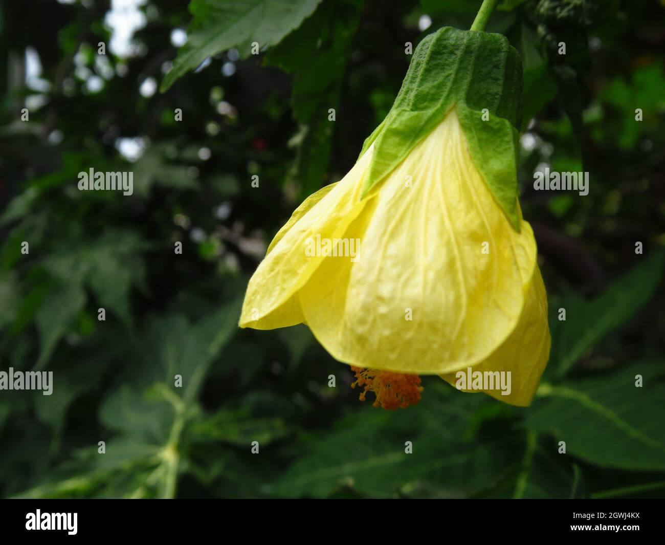 Indian mallow flower hi-res stock photography and images - Alamy