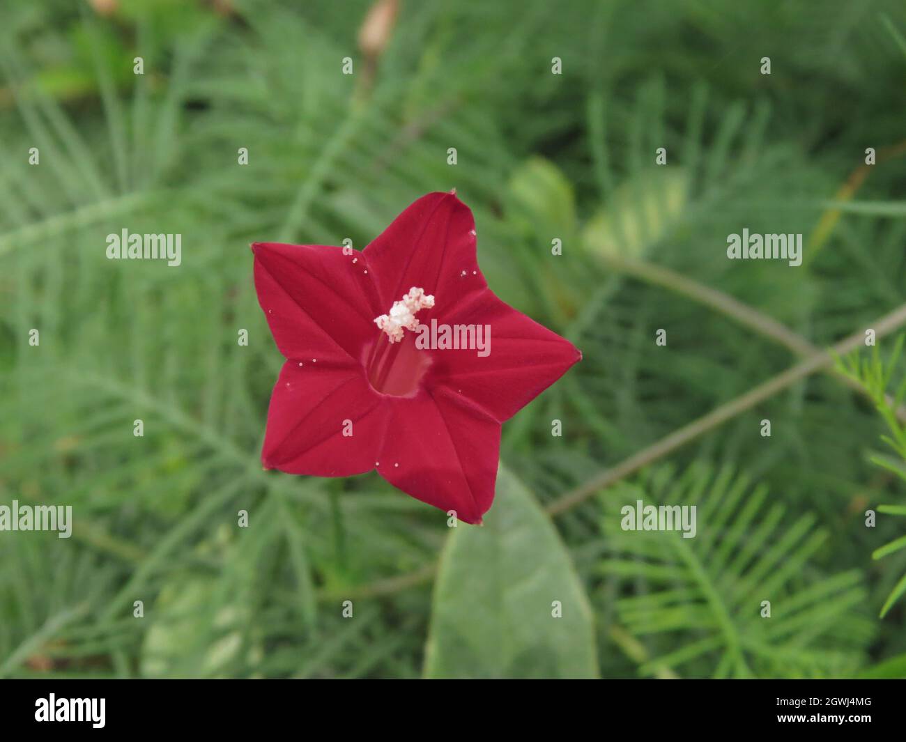 Cypress vine plant hi-res stock photography and images - Alamy