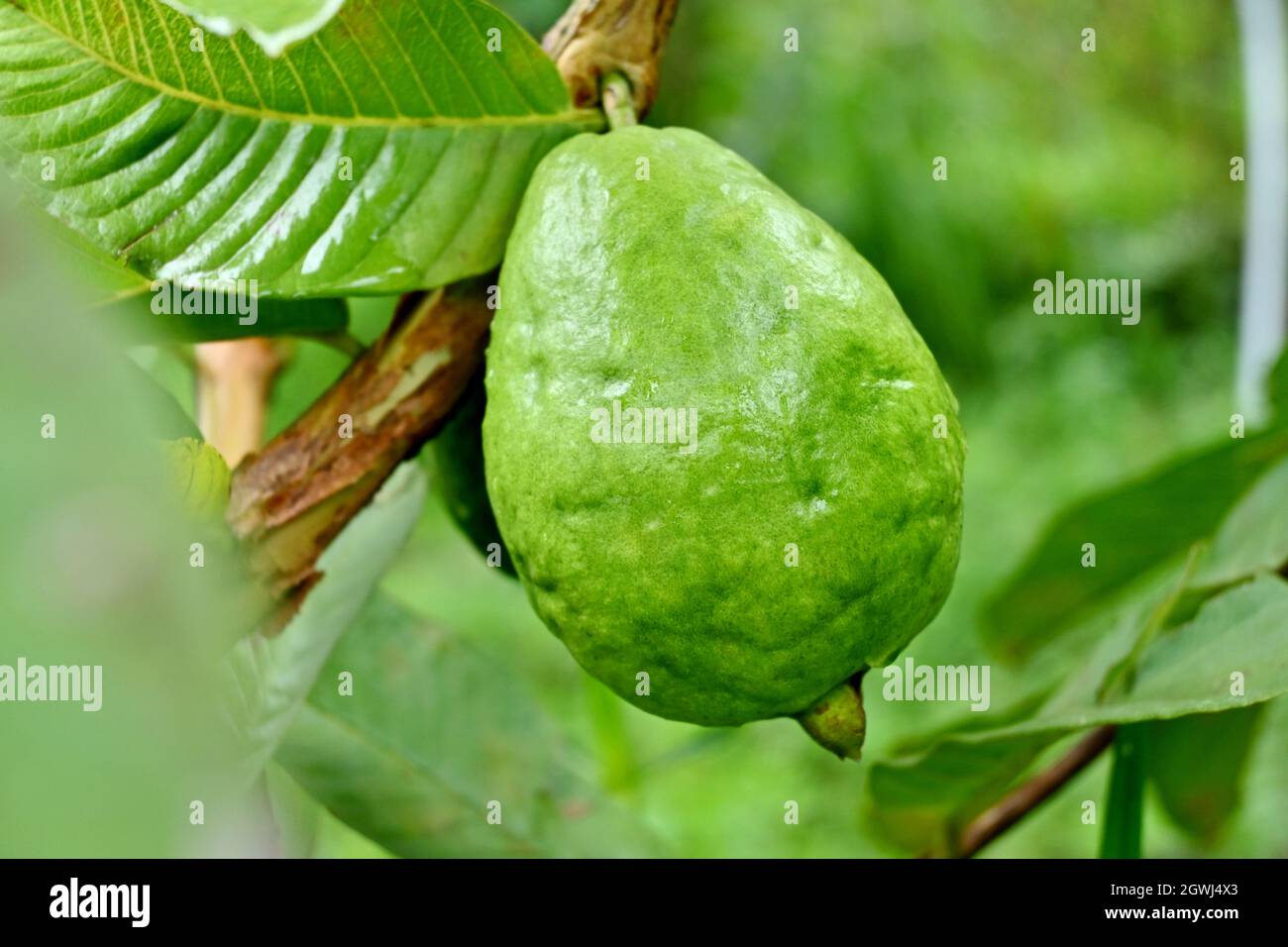 closeup the ripe green guava fruit growing with leaves and branch in ...