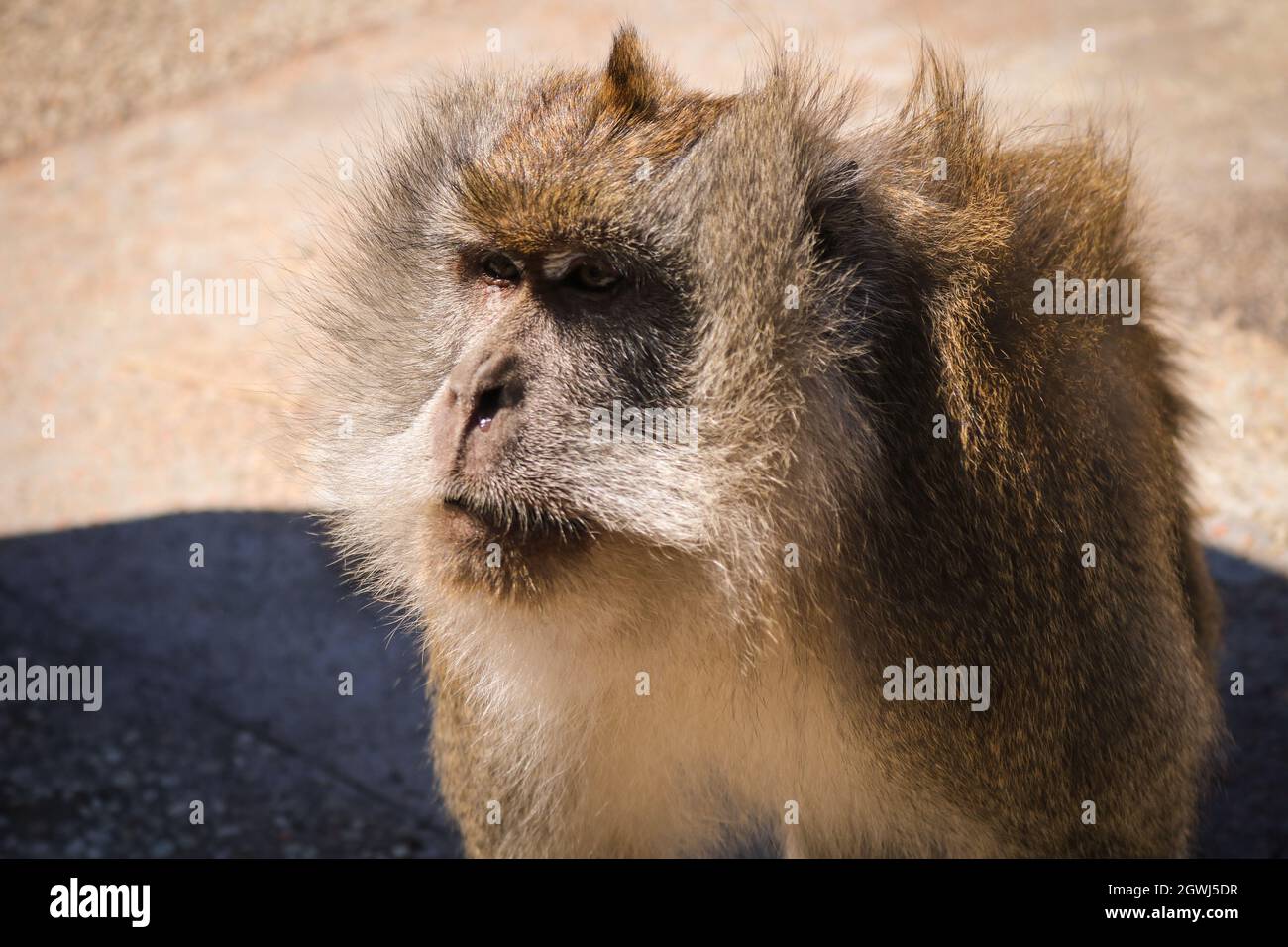 Lombok monkeys hi-res stock photography and images - Alamy