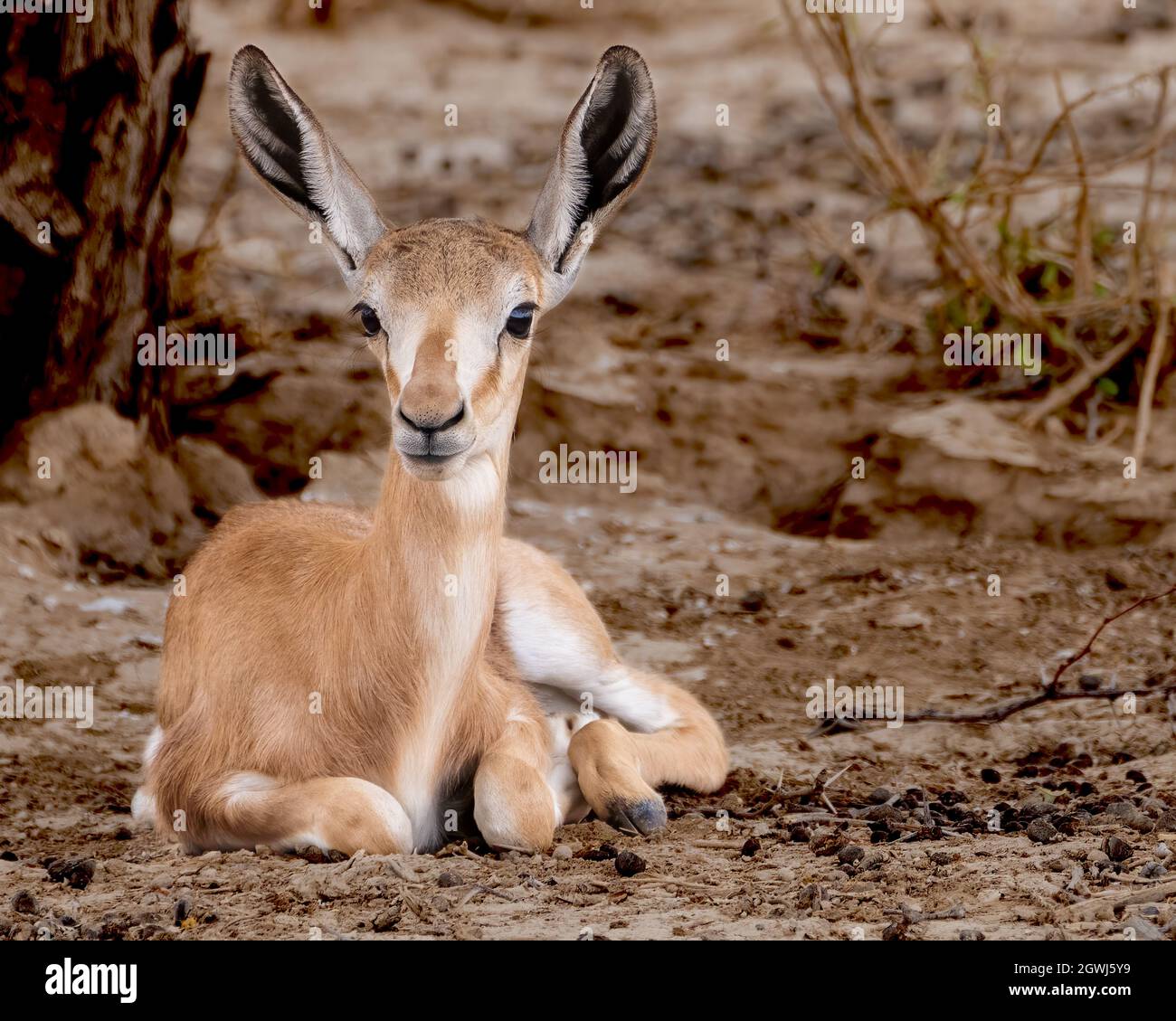 Springbok lying down hi-res stock photography and images - Alamy