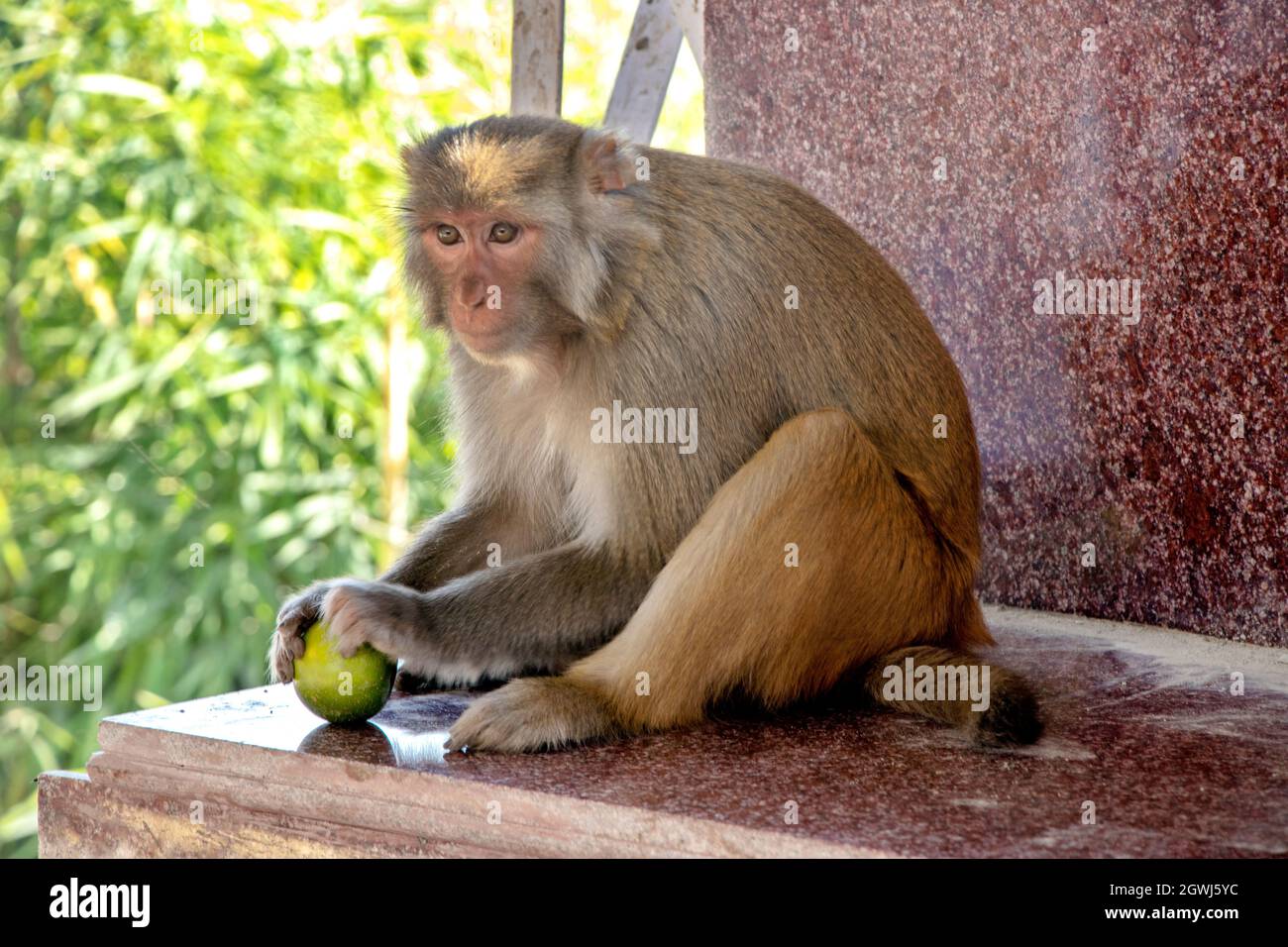 Monkey Eating Food Stock Photo - Alamy