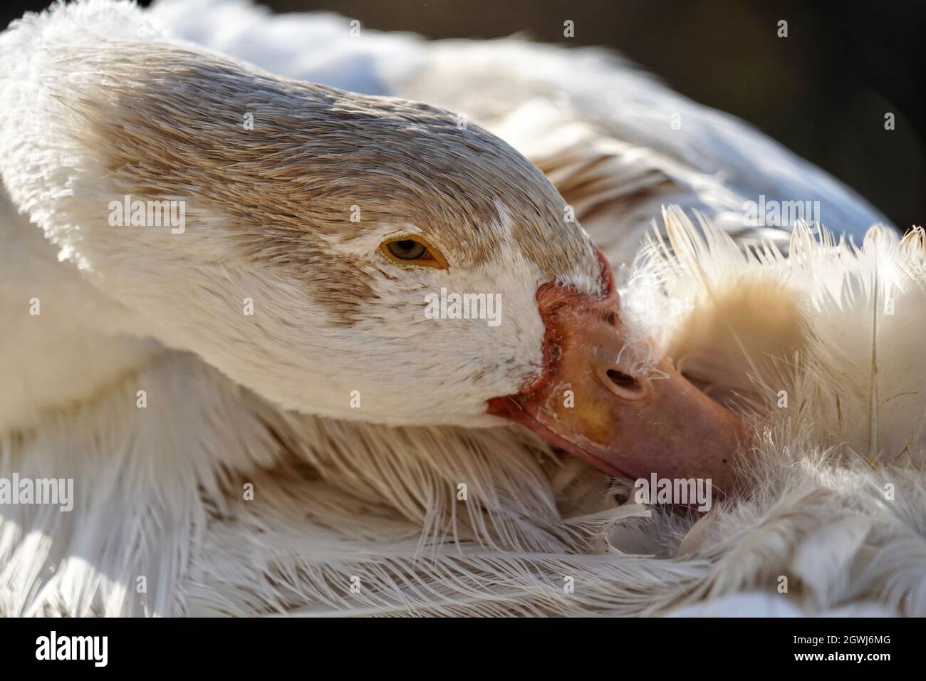 Goose sleeping hi-res stock photography and images - Alamy