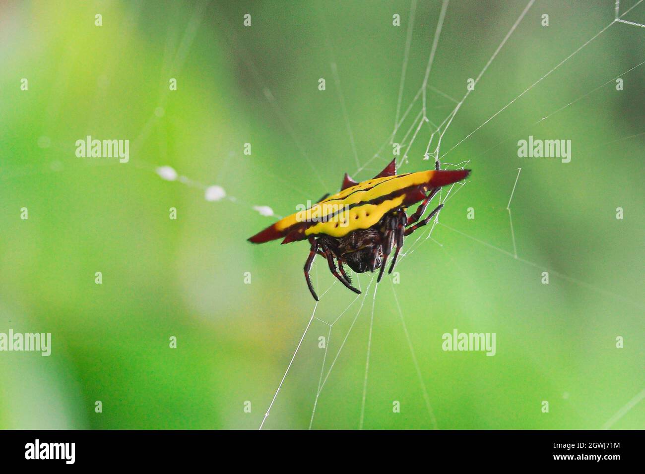 The spider king hi-res stock photography and images - Alamy
