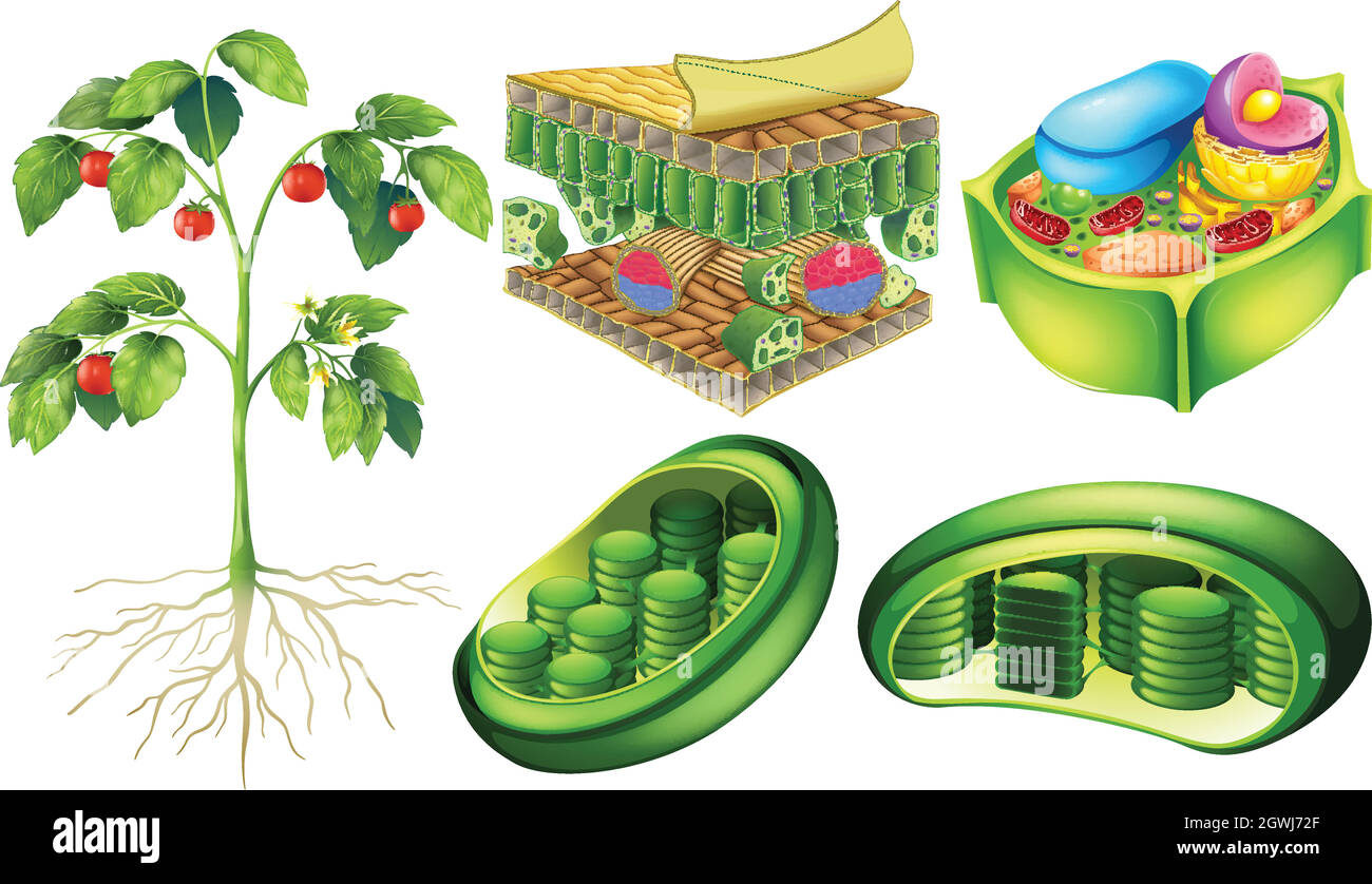 Plant anatomy cell hi-res stock photography and images - Alamy