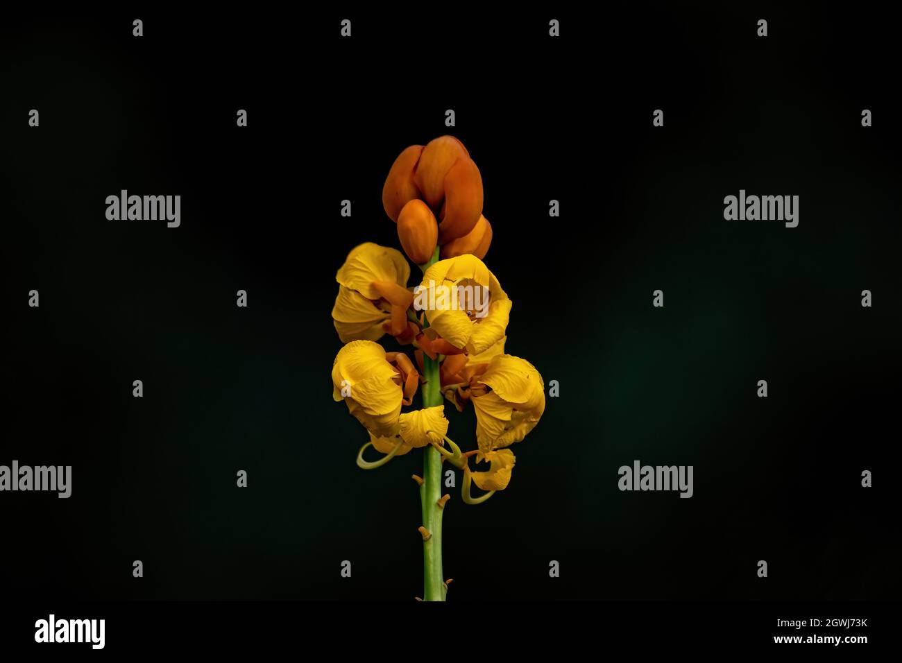 Ringworm shrub hi-res stock photography and images - Alamy